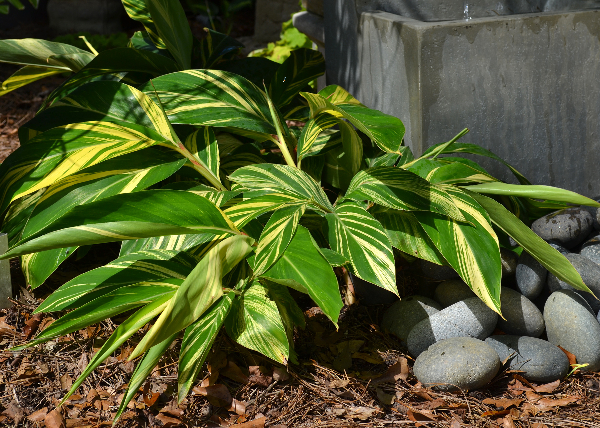 Try tropical gingers for shady garden areas | Picayune Item