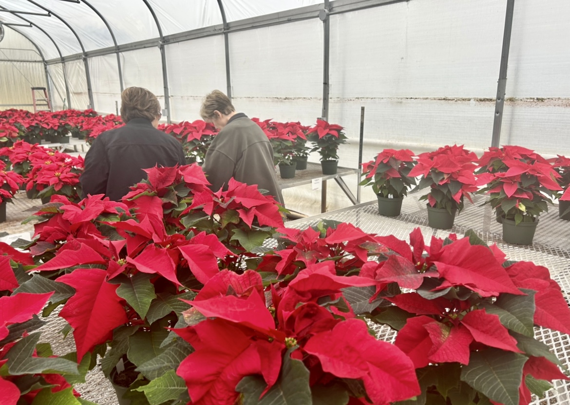 MSU Holds Annual Poinsettia Showcase | Picayune Item
